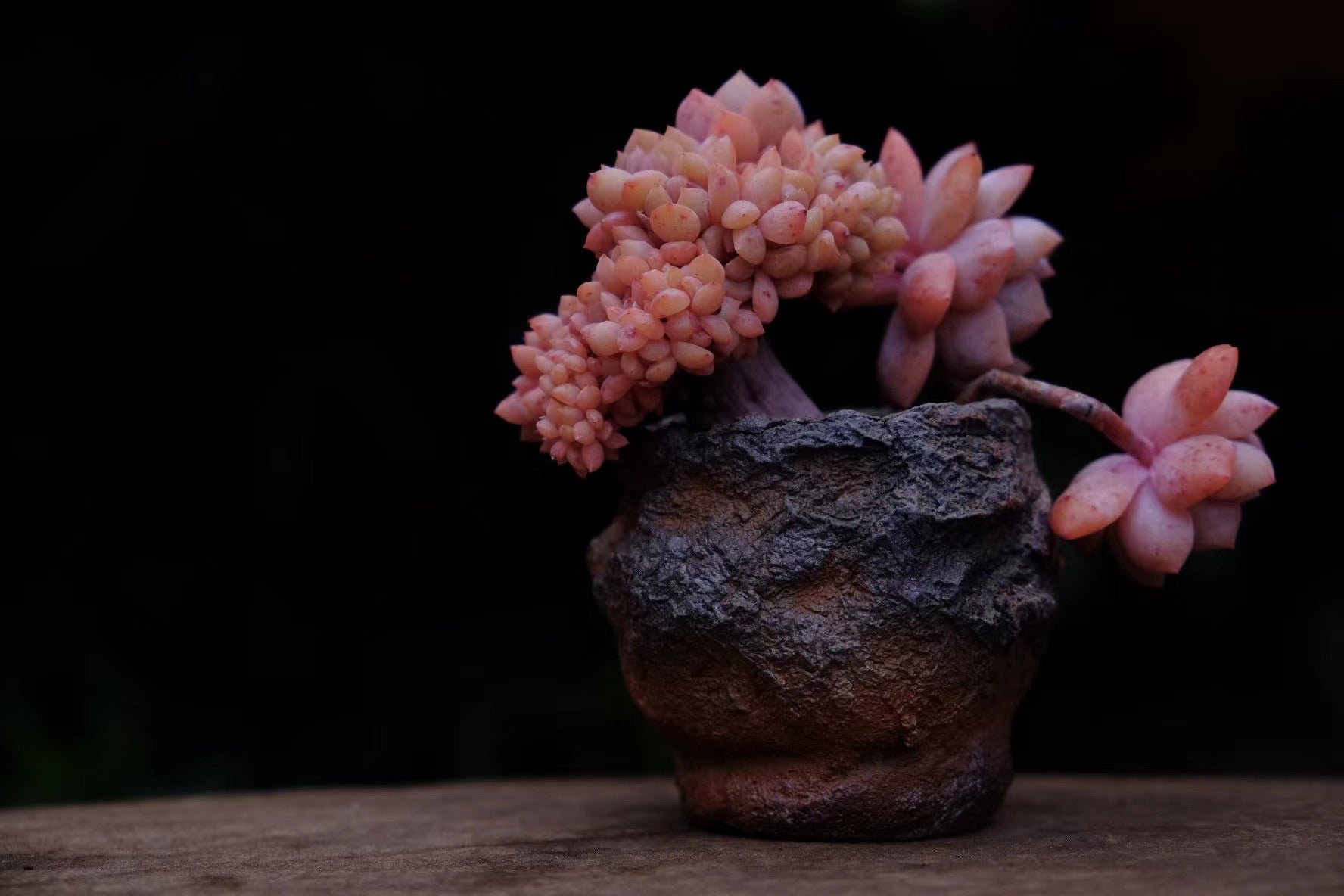 A Guide to Planting and Caring for Your New Plants – Pipphy's Curiosities